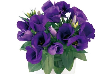 Lisianthus Carman Blue.jpg