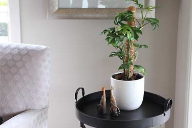 Plant Finder