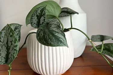 Plant Finder
