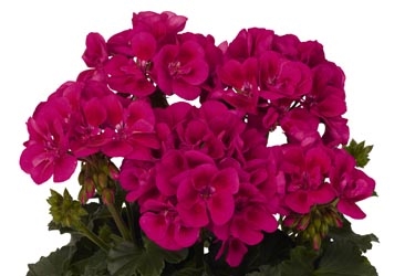 TexMex Merlot Sizzle.jpg