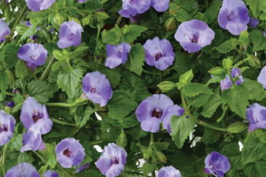 Torenia-Blue-Moon™.png