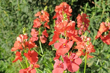 Trinity Sunset TN.jpg