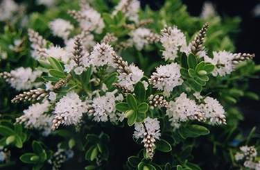 Plant Finder