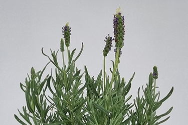 lav lav white thumb.jpg