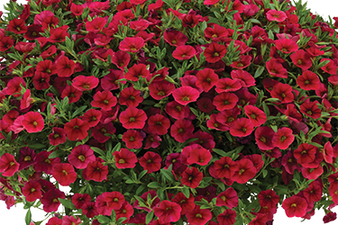 lia dark red thumb.png