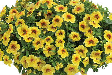 mellow yellow thumb.png