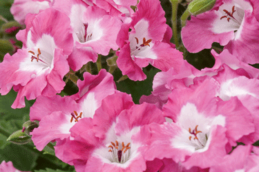 pac_Bermuda_Pink_13753_Deta.gif