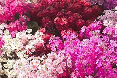 Plant Finder